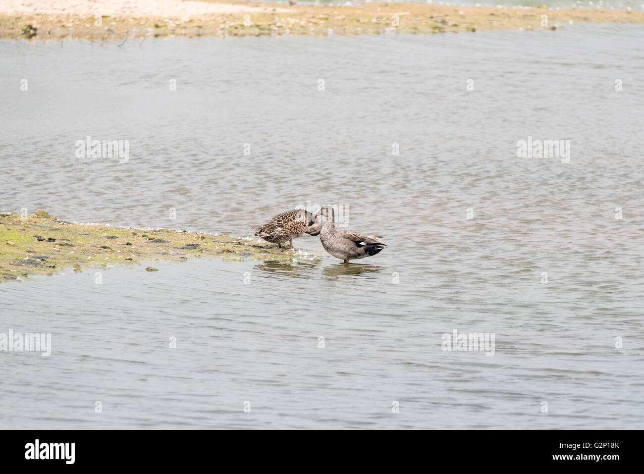 A pair of Gadwall ducks Stock Photo - Alamy