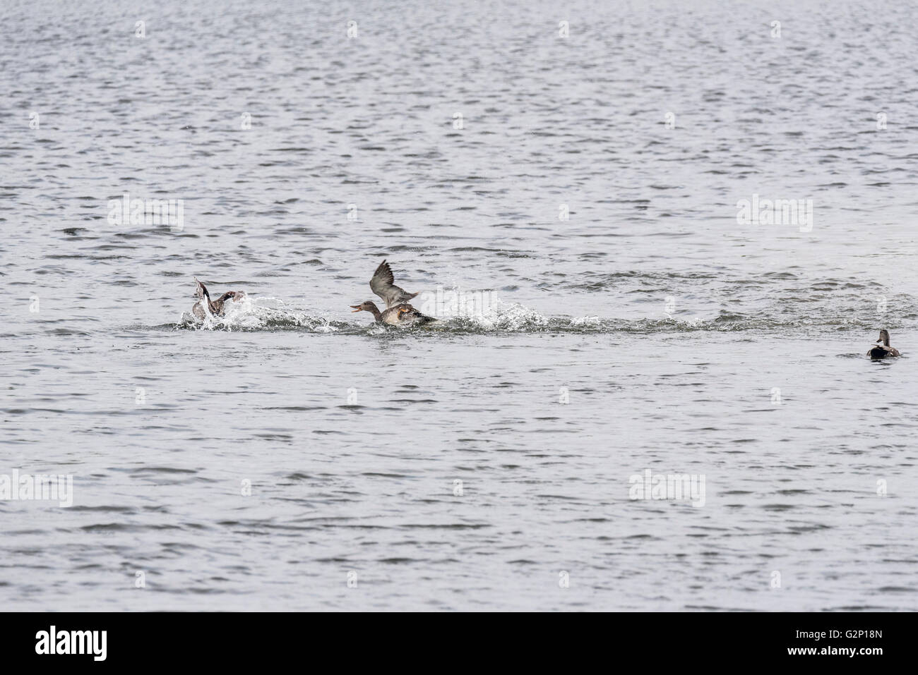 Male duck aggression hi-res stock photography and images - Alamy