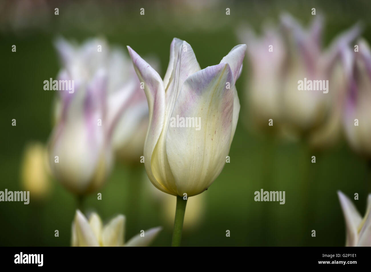 Beautiful white tulips in spring Stock Photo - Alamy