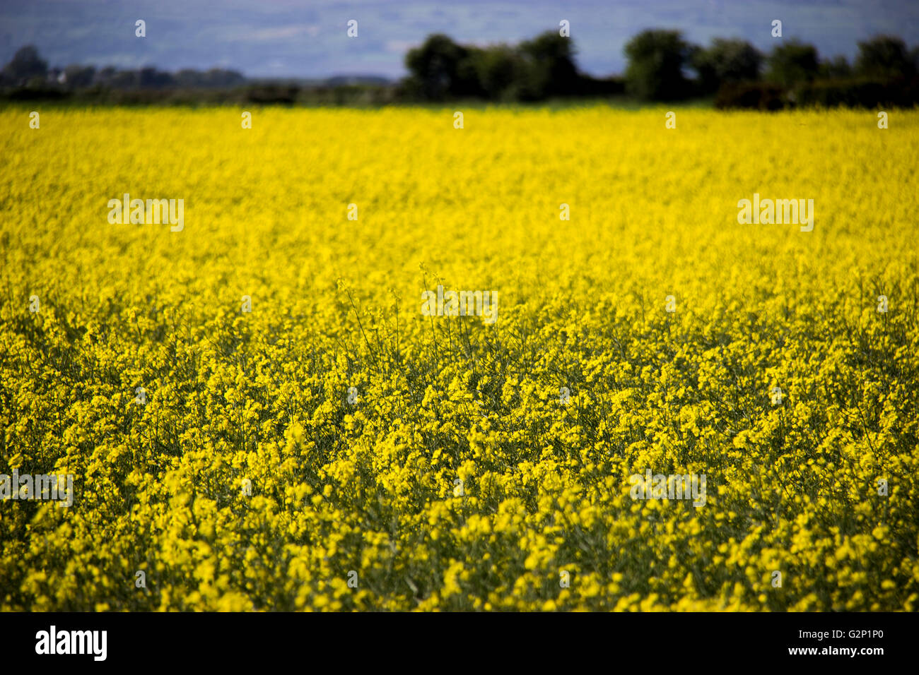 Rape seed field Stock Photo - Alamy