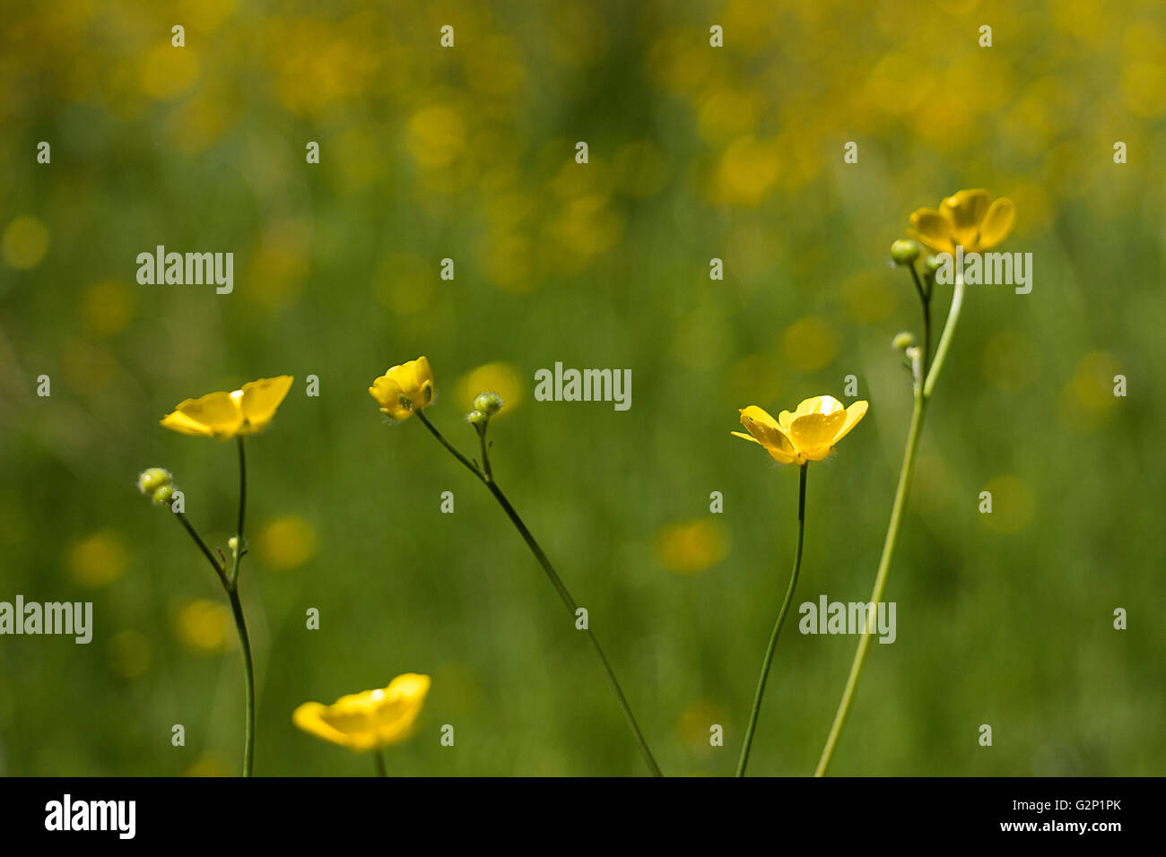 Field wasps hi-res stock photography and images - Alamy