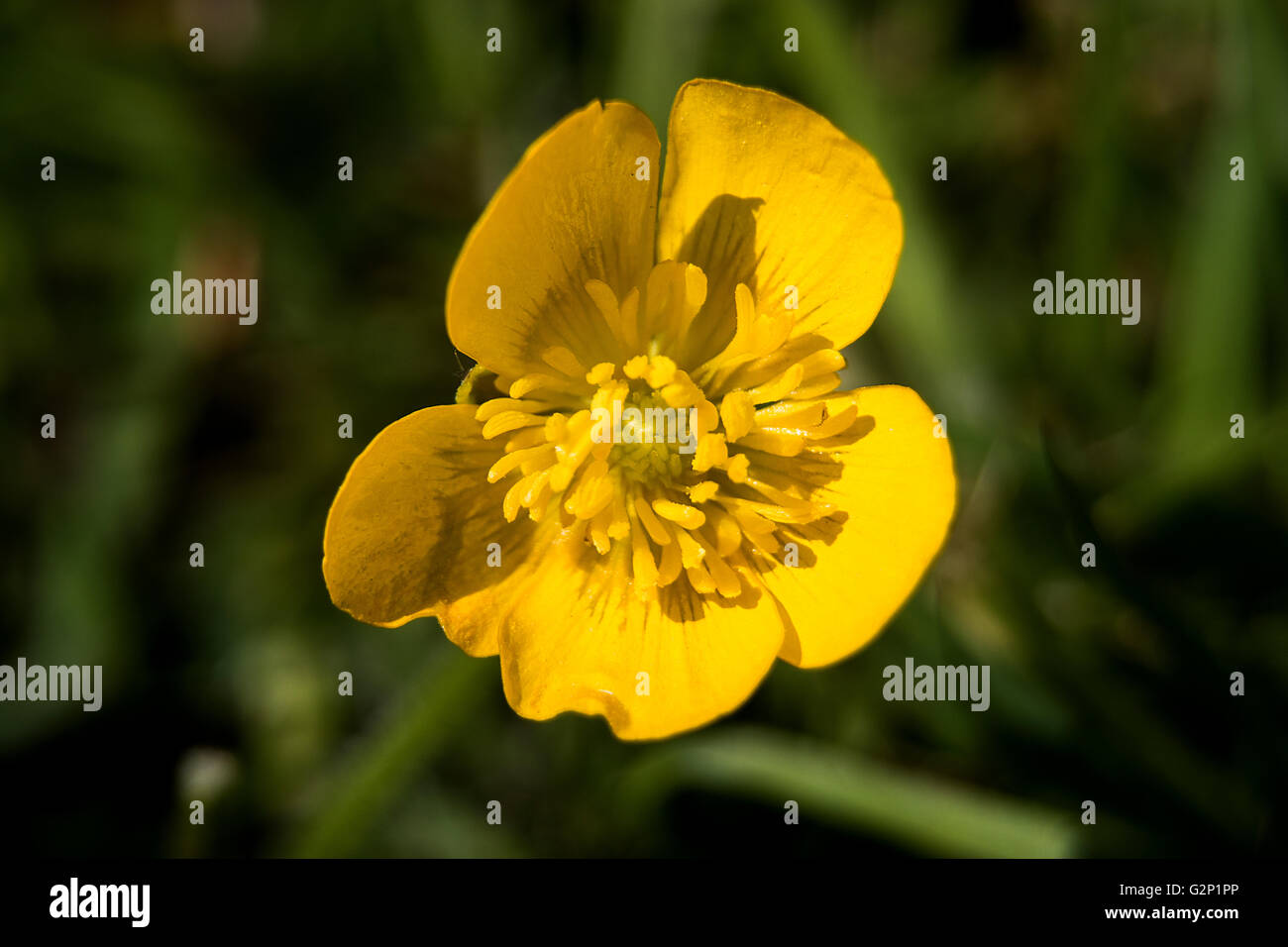 Buttercup life hi-res stock photography and images - Alamy