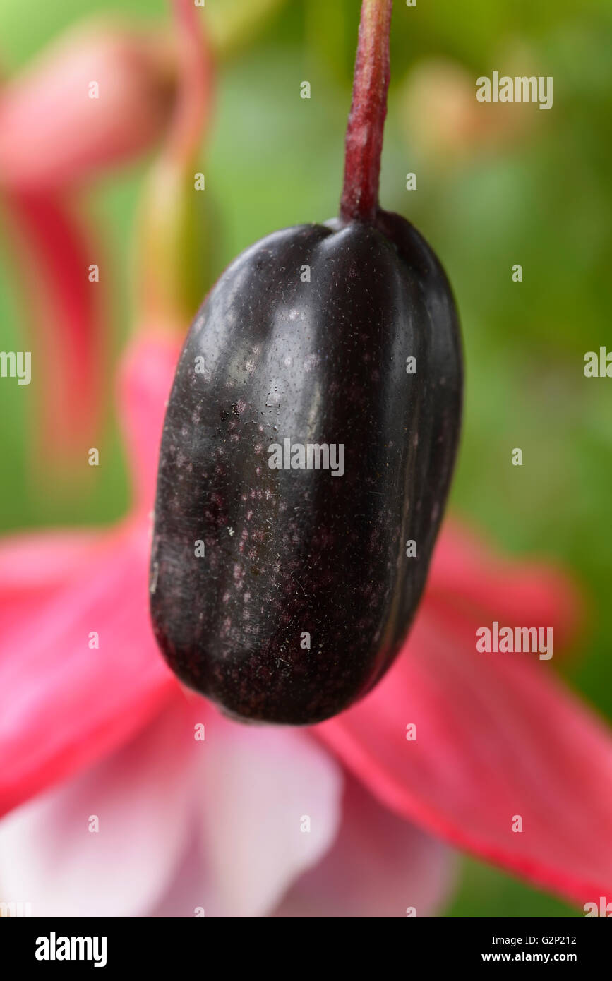 Fuchsia Unknown cultivar Fruit October Stock Photo - Alamy