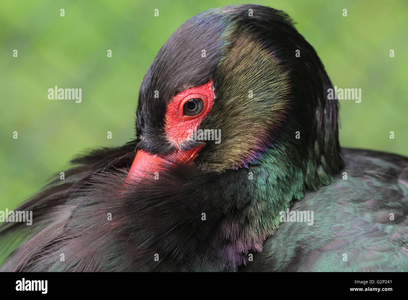 Black stork Ciconia nigra wading bird in the stork family Ciconiidae ...