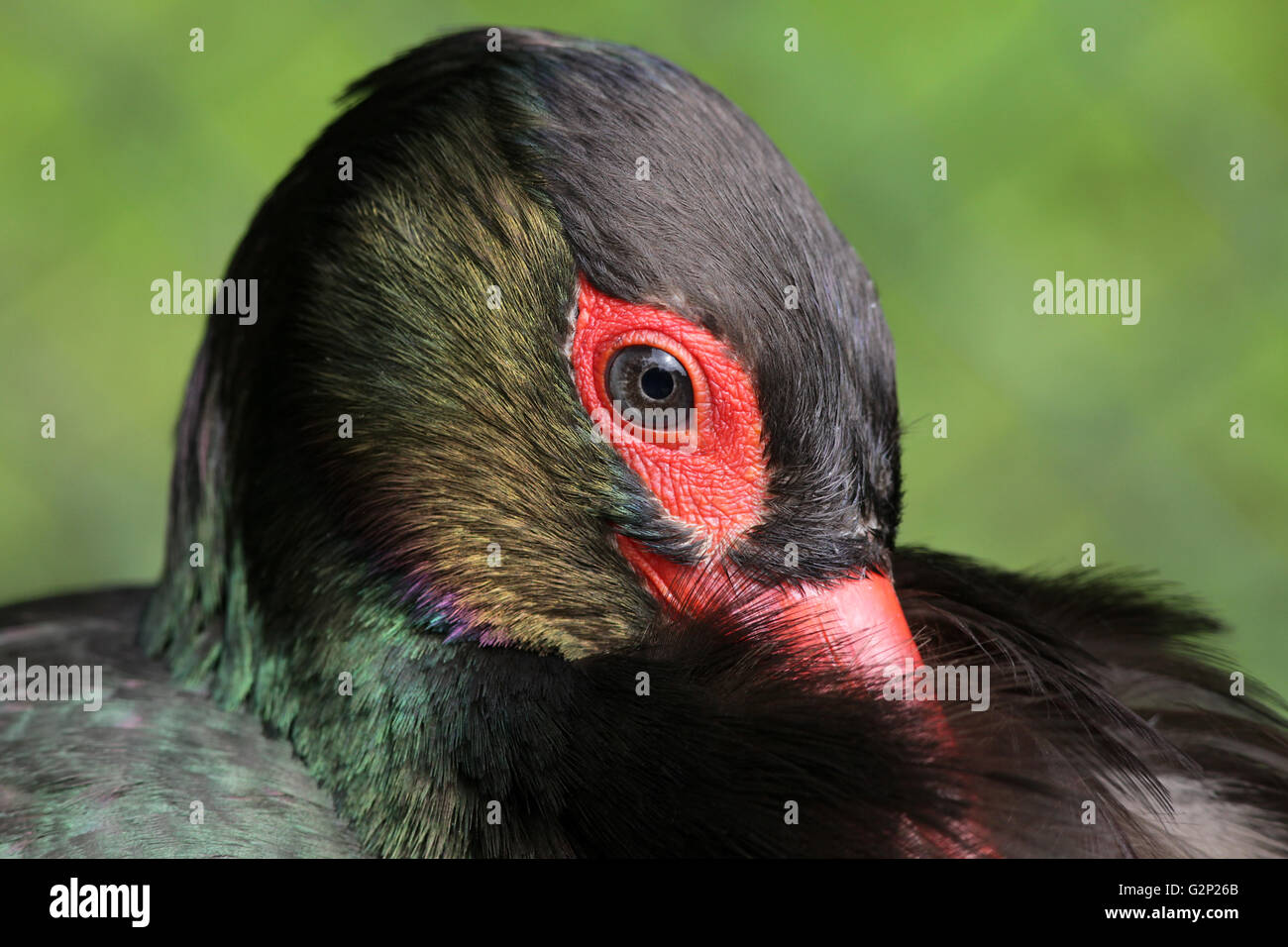 Black stork Ciconia nigra wading bird in the stork family Ciconiidae ...