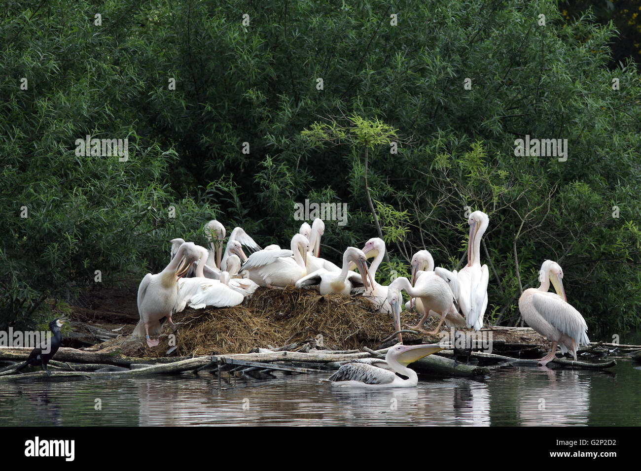 Breeding Colony of Great white pelican Pelecanus onocrotalus also known ...