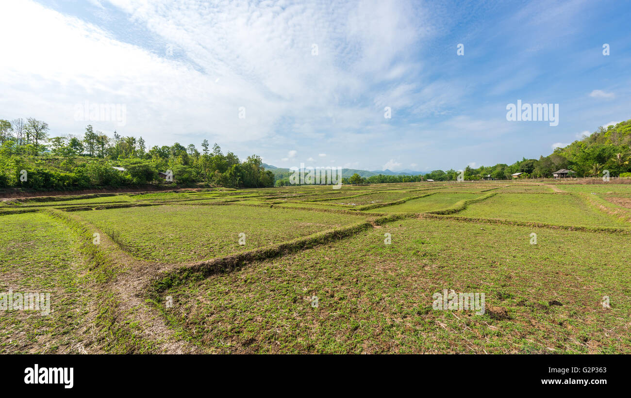 Rice Fields before farming Stock Photo - Alamy
