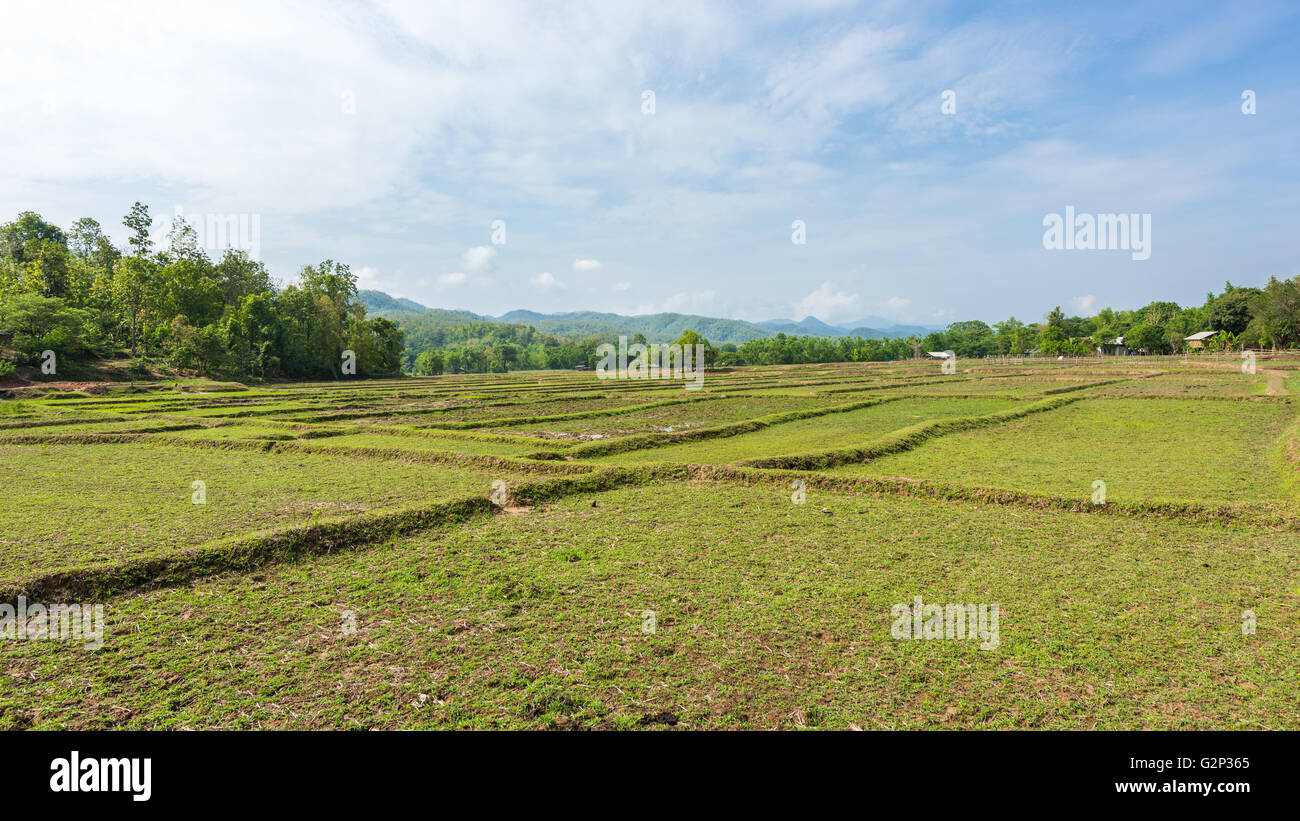 Rice Fields before farming Stock Photo - Alamy