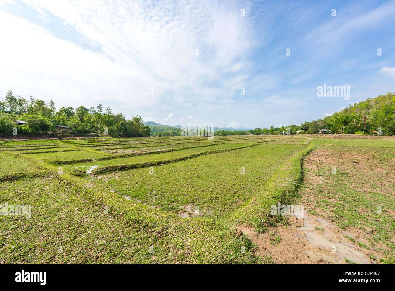 Rice Fields before farming Stock Photo - Alamy