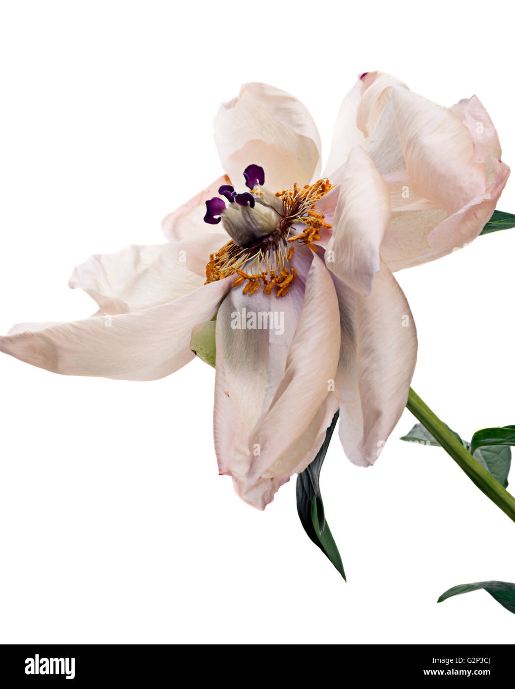 At the end of life Cut Out Stock Images & Pictures - Alamy