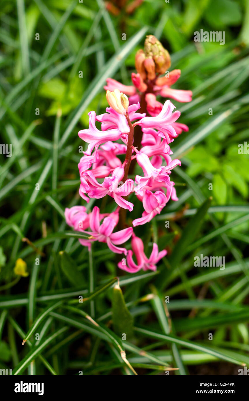 Beautiful pink hyacinth growing hi-res stock photography and images - Alamy
