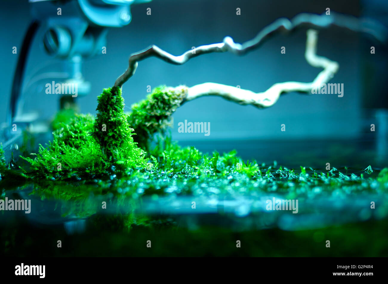 Green moss near water neon blue style Stock Photo - Alamy