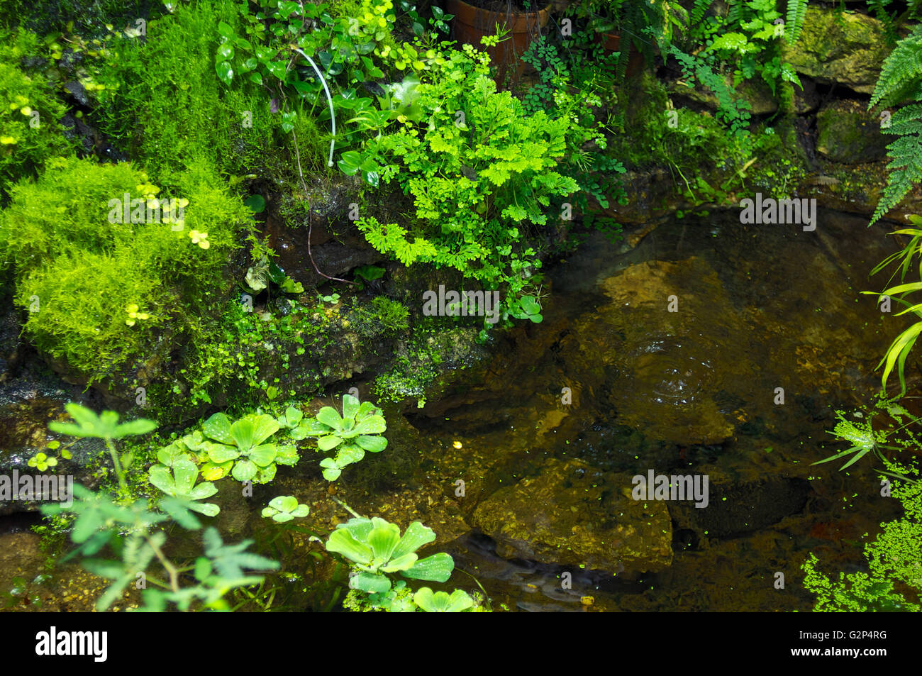 Pond water plant hi-res stock photography and images - Alamy