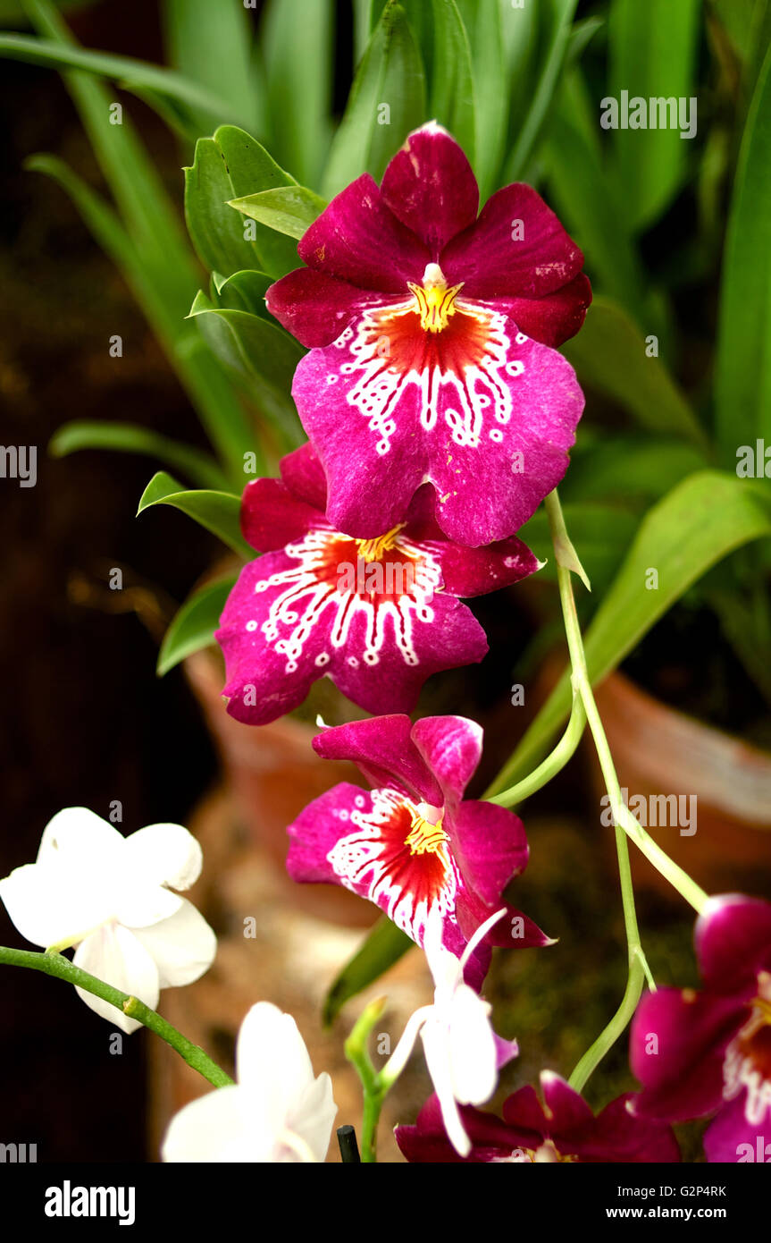 Red orchid in close up natural lighting Stock Photo - Alamy