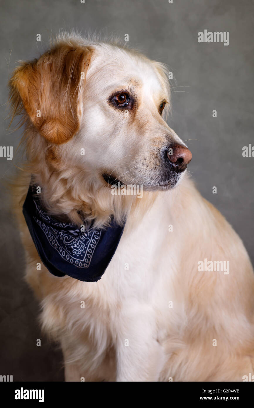 Golden retriever portrait studio hi-res stock photography and images ...