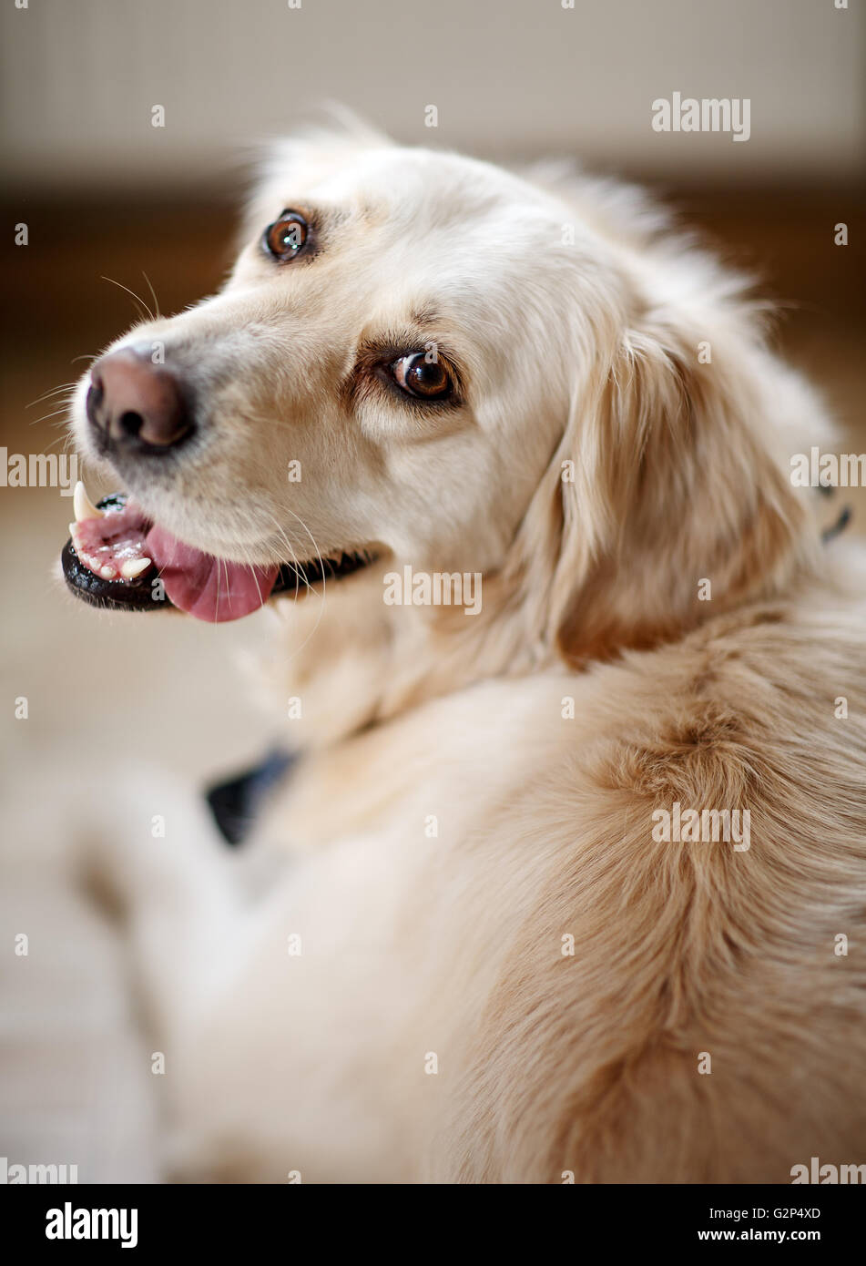 Studio Portrait of a beautiful Golden Retriever Dog Stock Photo - Alamy