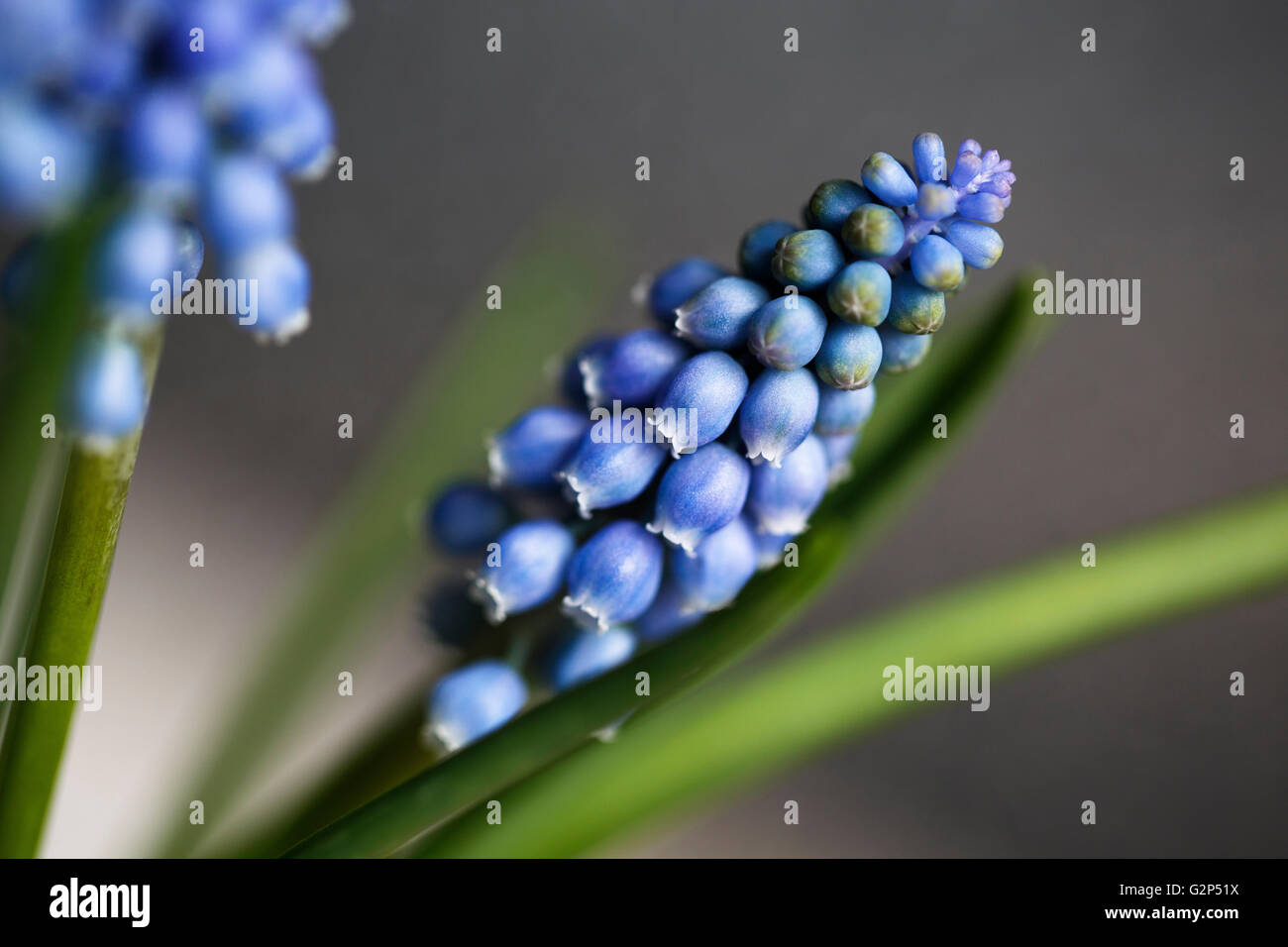 Blue grape hyacinth flowers hi-res stock photography and images - Alamy