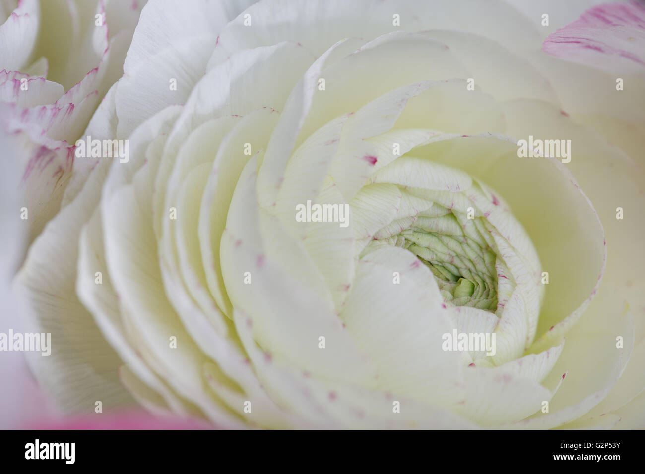 Close Up of single soft pastel colored buttercup flower with small dew ...
