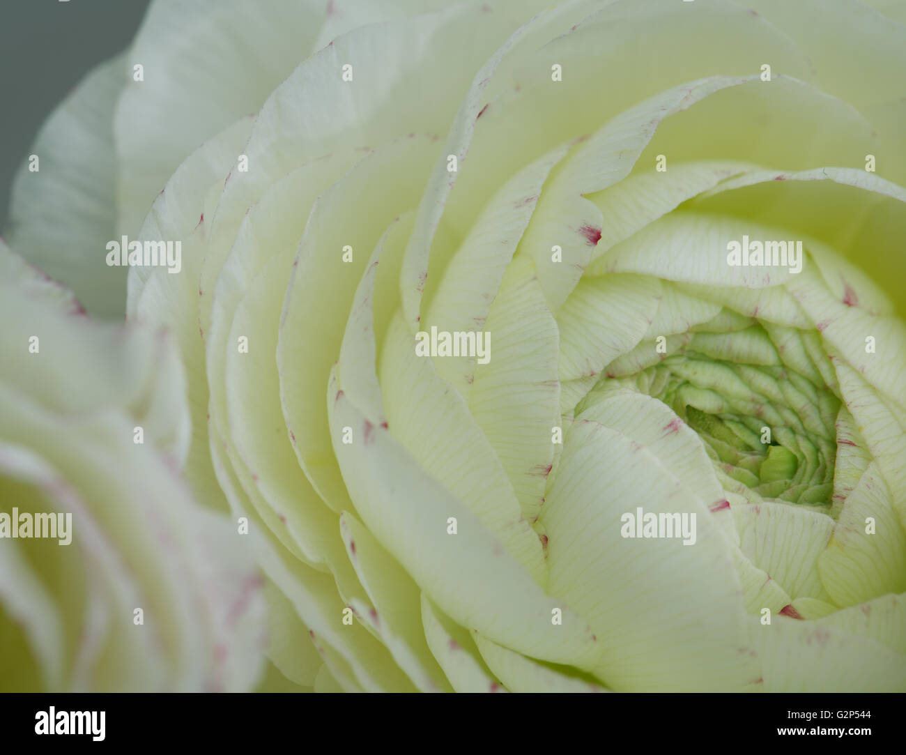 Close Up of single soft pastel colored buttercup flower with small dew ...
