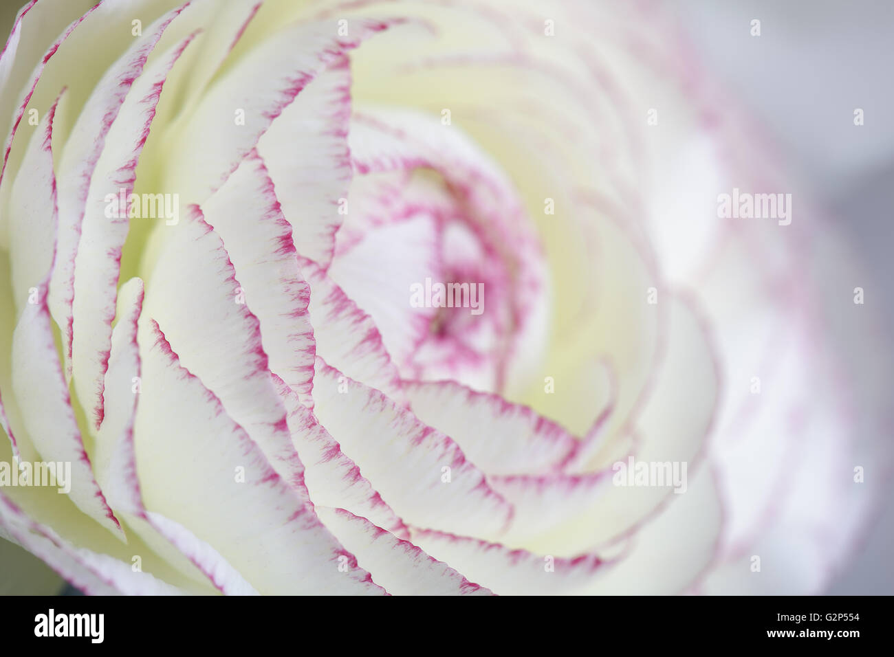 Close Up of single soft pastel colored buttercup flower with small dew ...