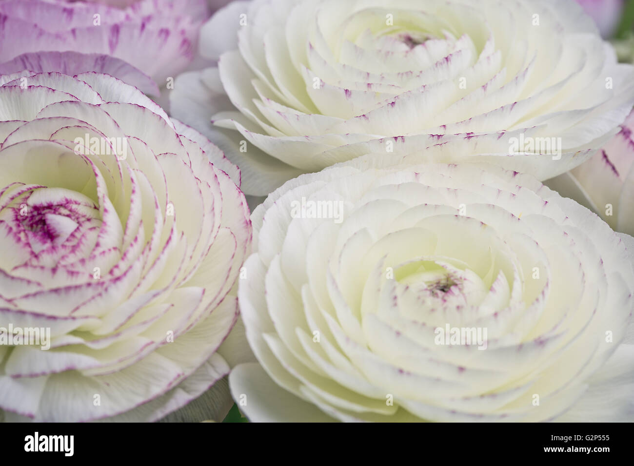 Close Up of single soft pastel colored buttercup flower with small dew ...