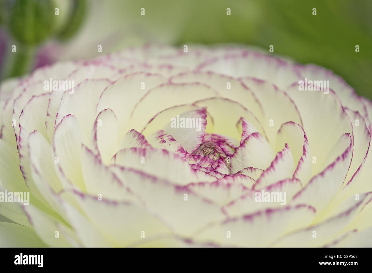 Close Up of single soft pastel colored buttercup flower with small dew ...