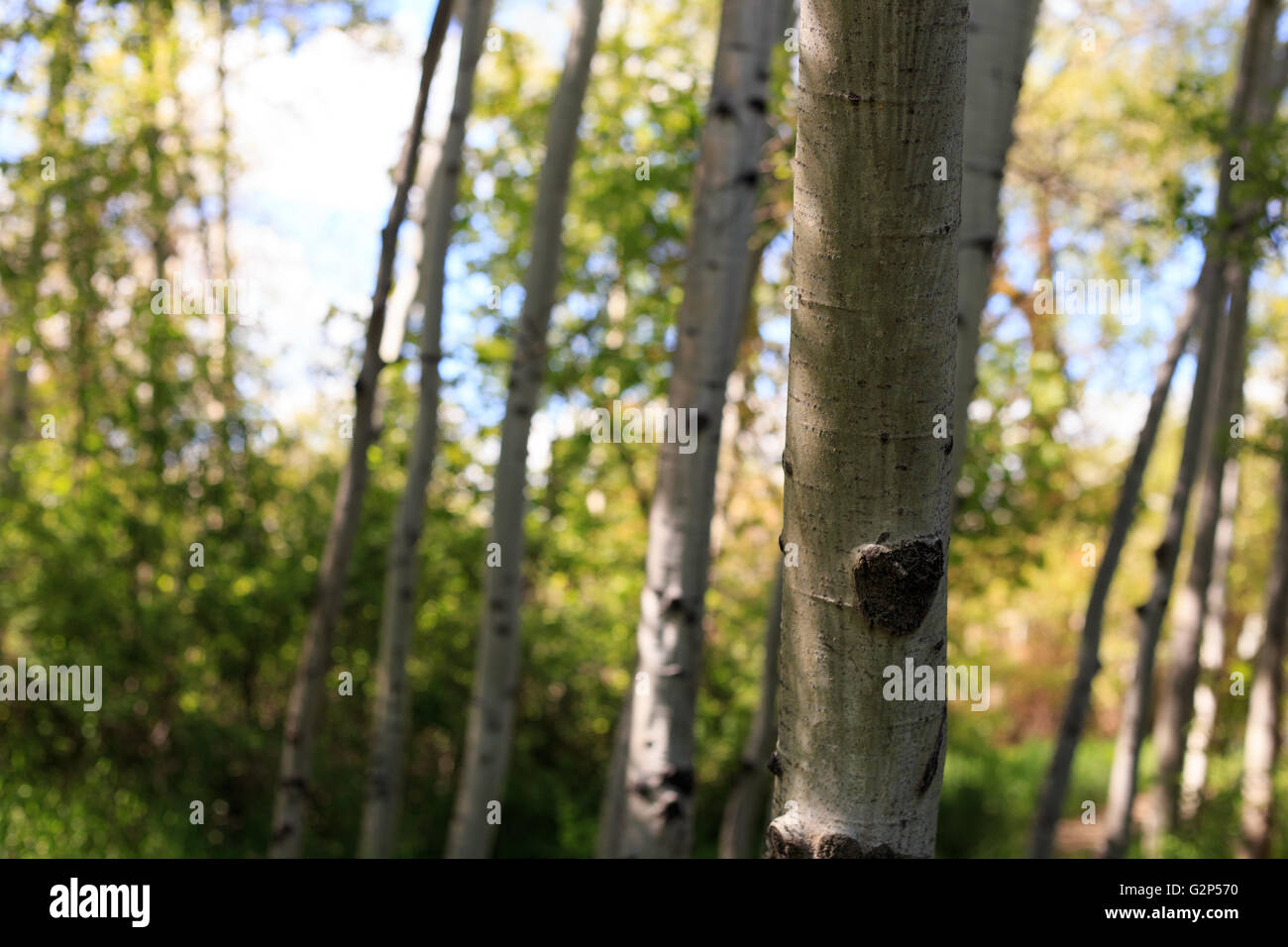 Cotton wood tree hi-res stock photography and images - Alamy