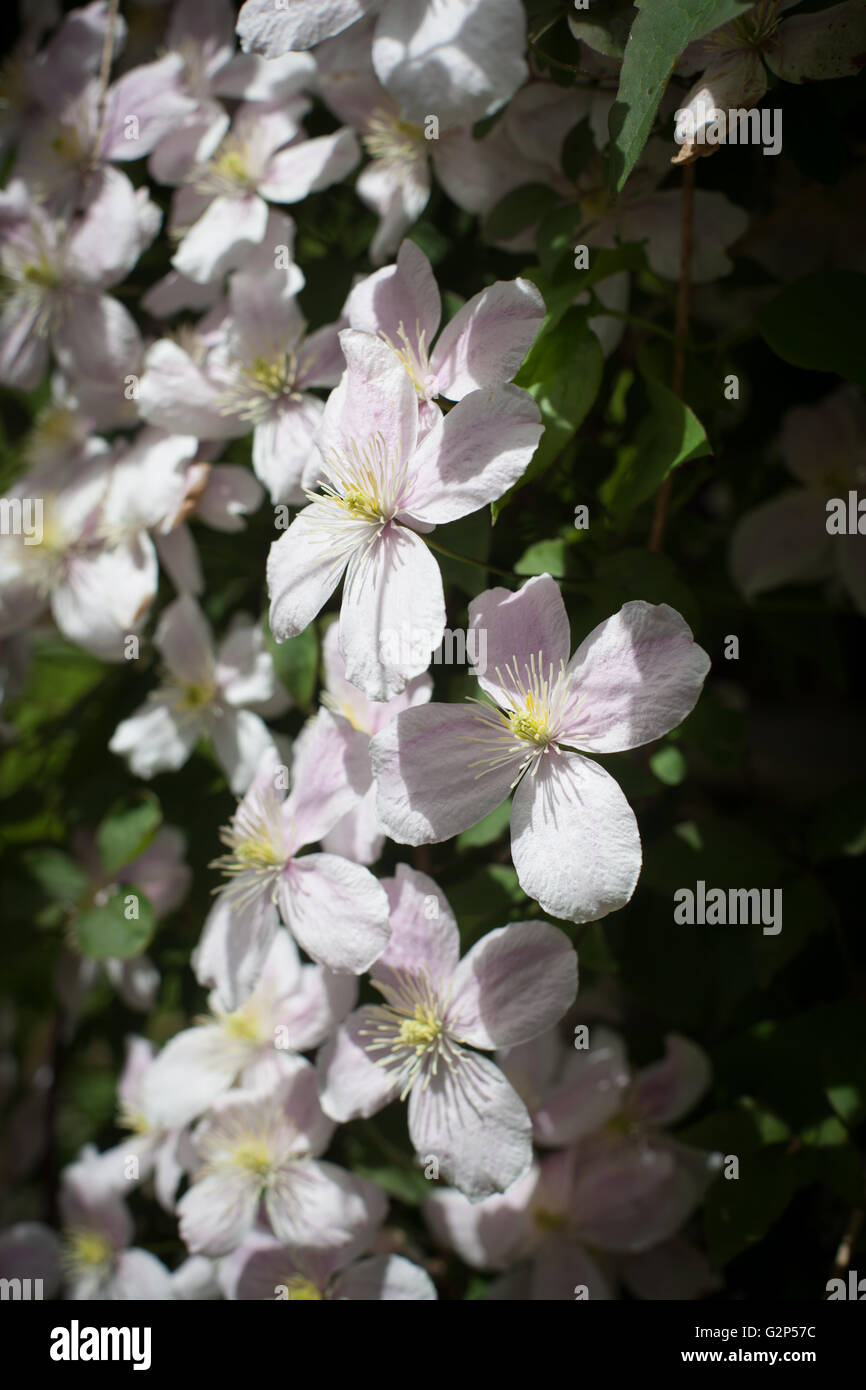 Clematis cuttings hi-res stock photography and images - Alamy