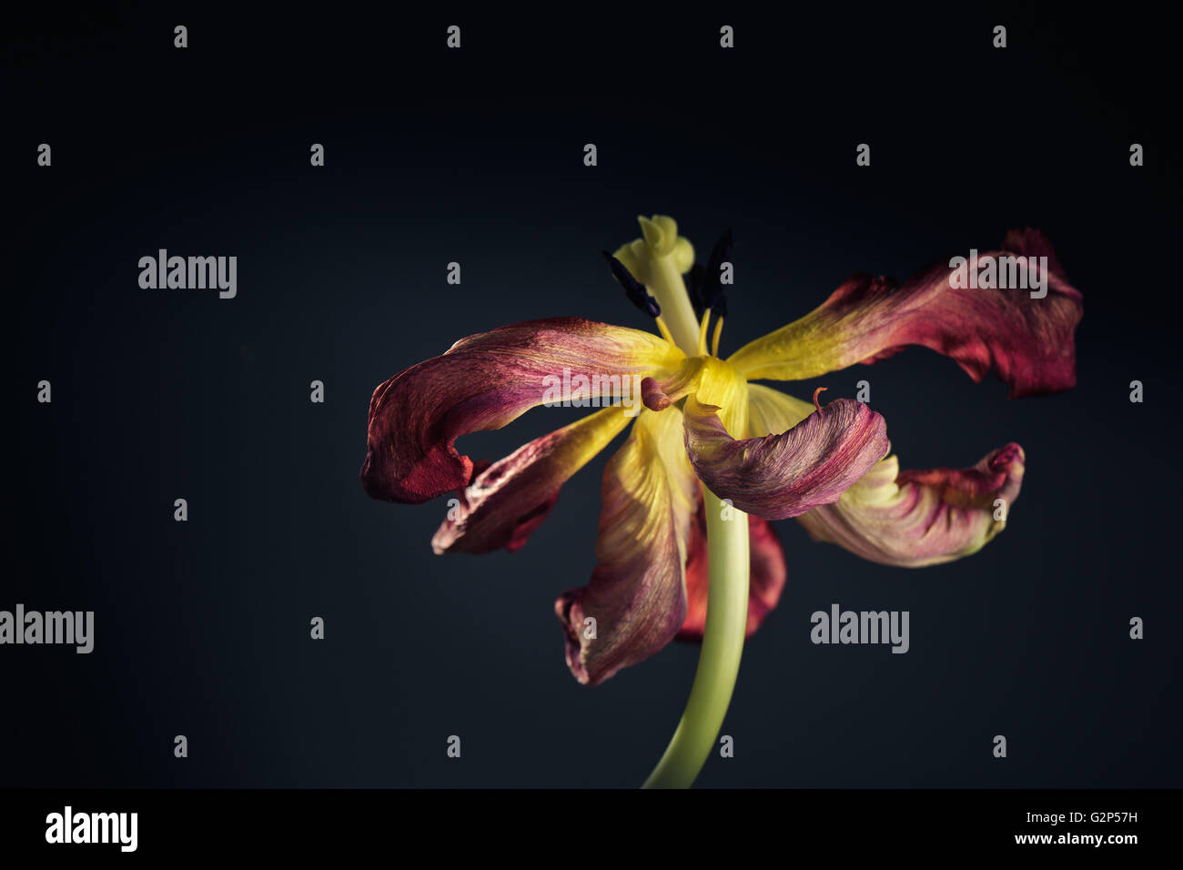 Single faded red tulip blossom on dark background Stock Photo - Alamy