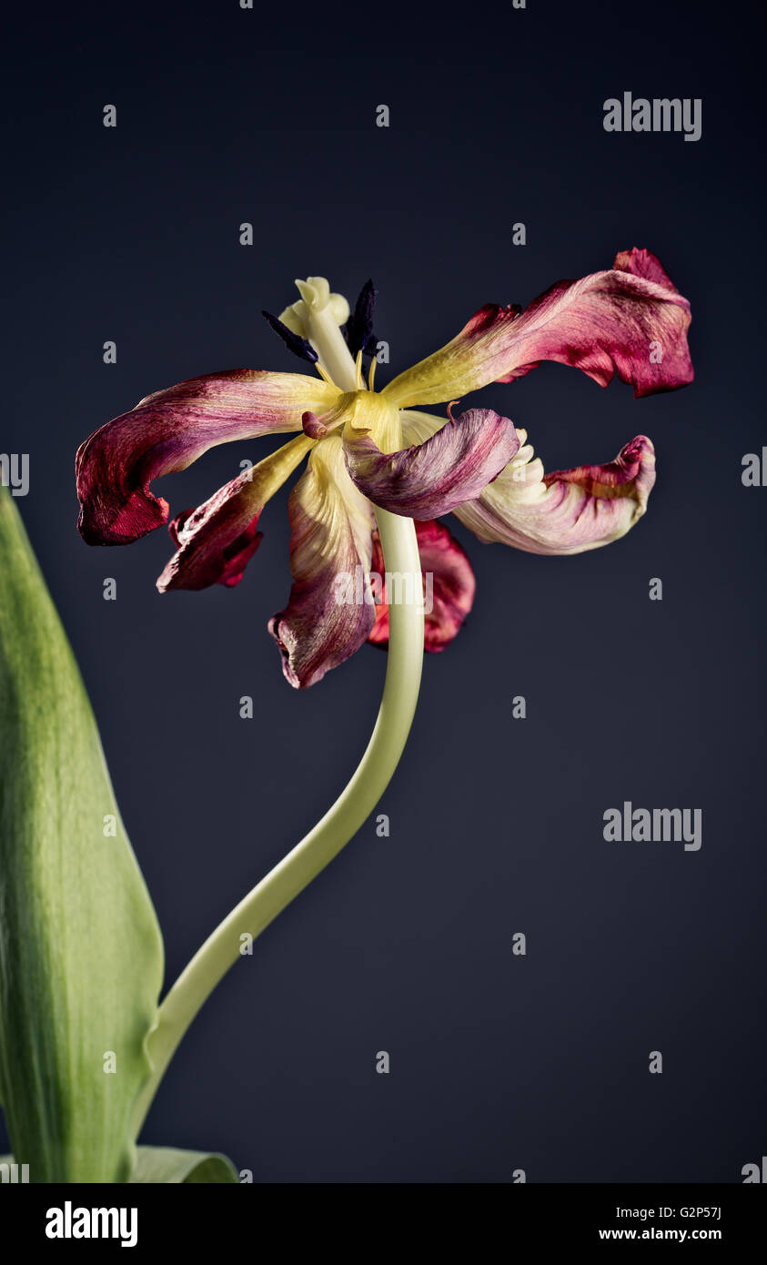 Single faded red tulip blossom on dark background Stock Photo - Alamy