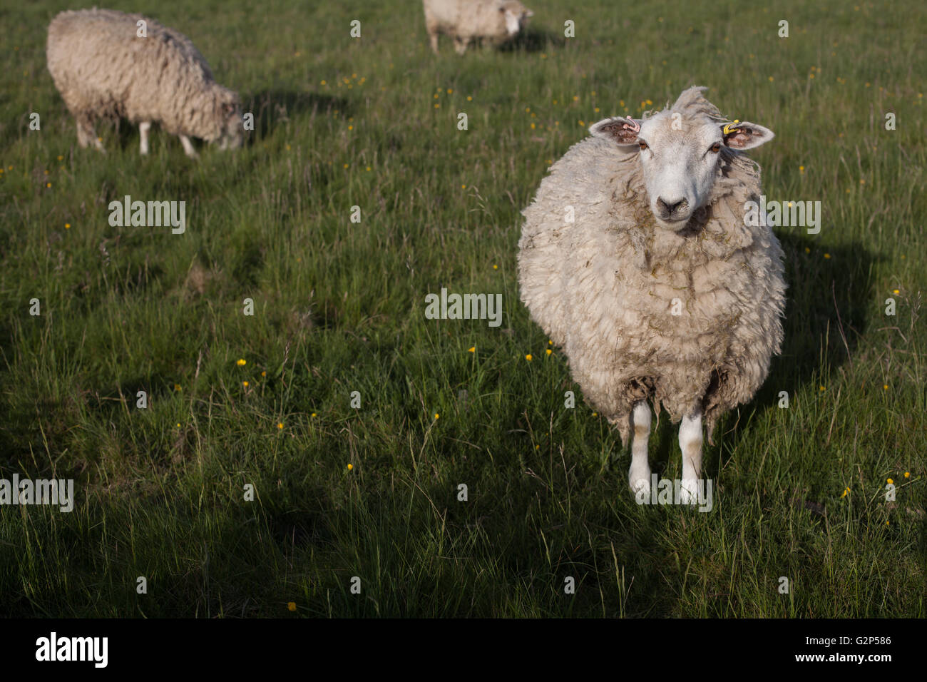 Dolly the sheep dolly the sheep hi-res stock photography and images - Alamy