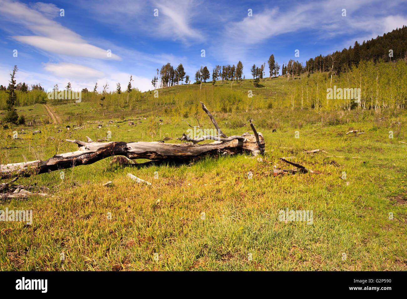 Landscape of mountain forest with a dead tree on the ground Stock Photo ...