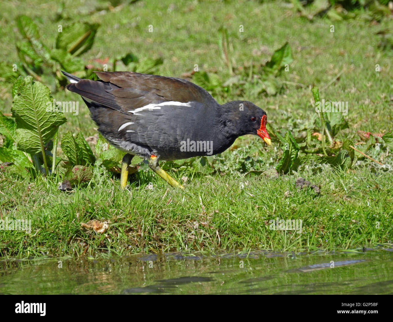 Adult Moorhen feeding at the edge of the water Stock Photo - Alamy