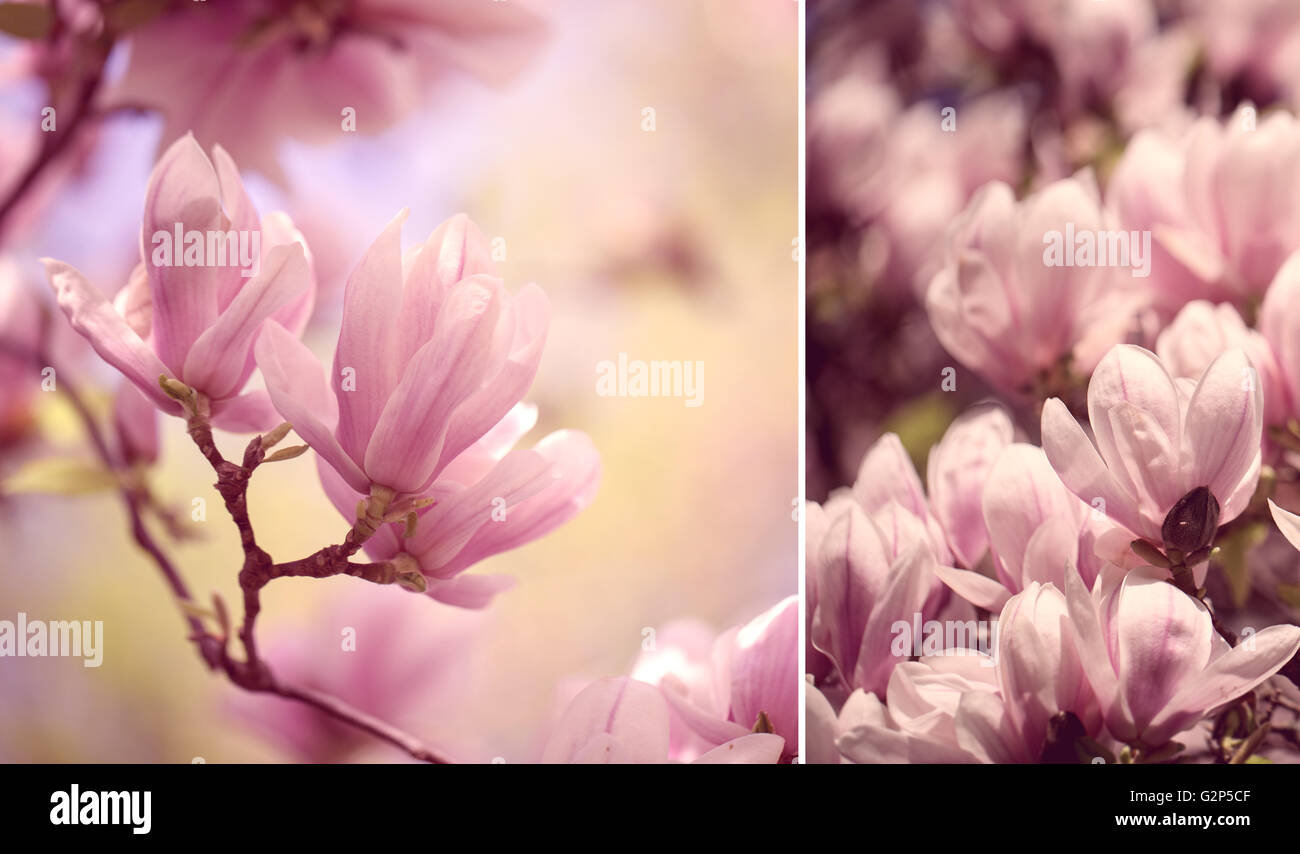 Flowering magnolia tree densely covered with beautiful fresh pink ...