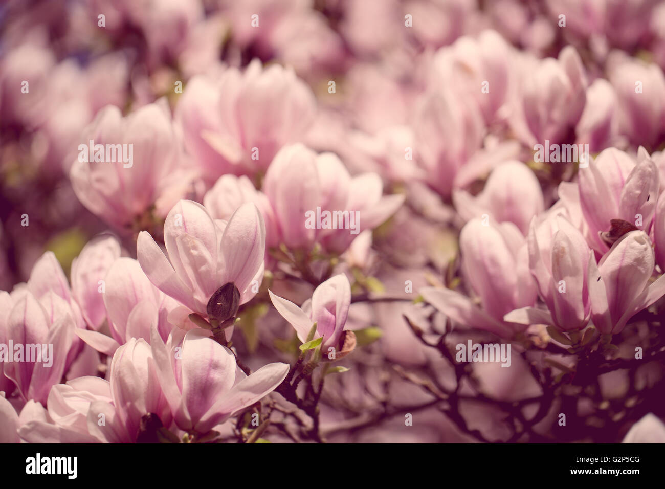 Flowering magnolia tree densely covered with beautiful fresh pink ...