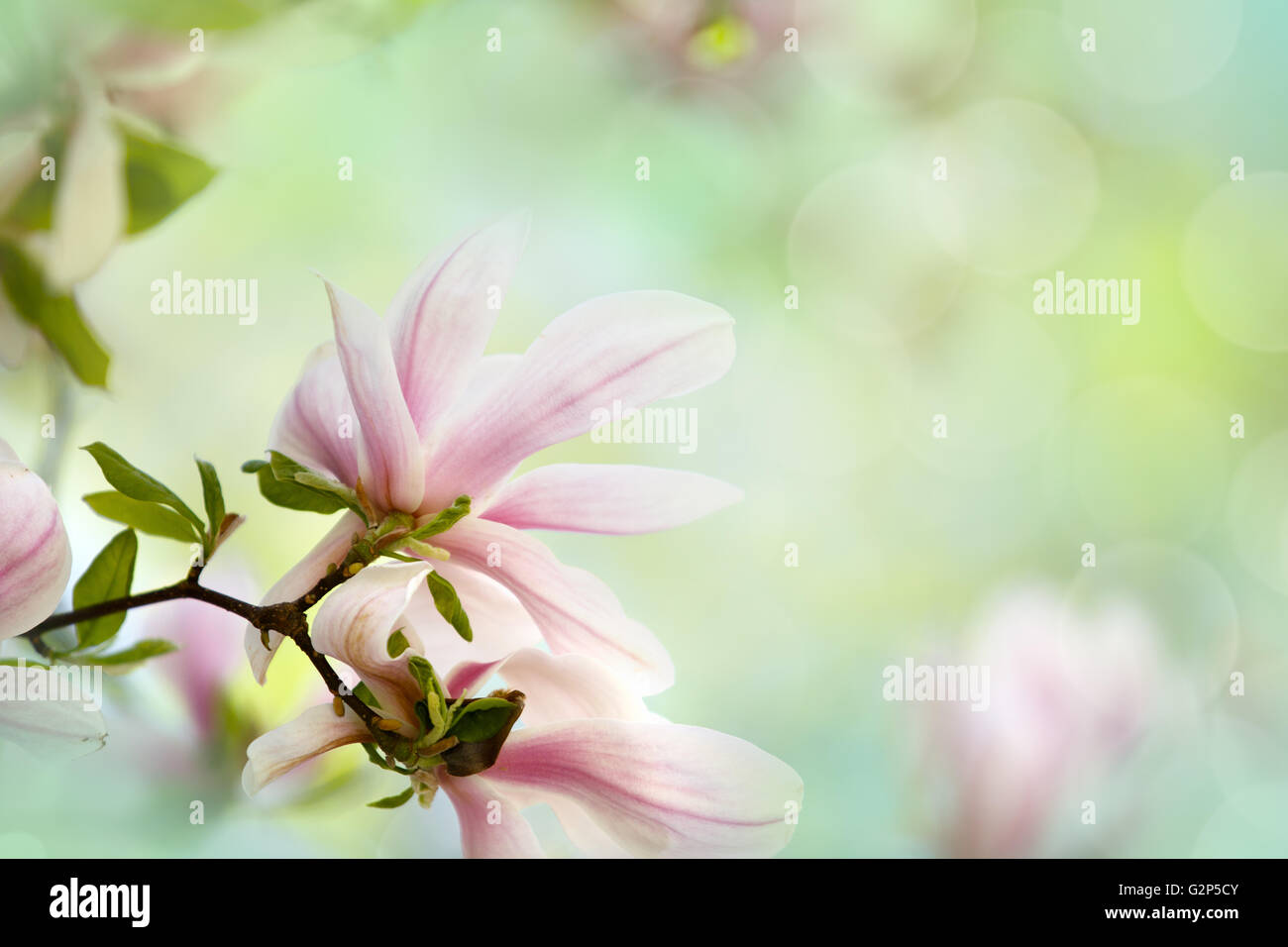 Flowering magnolia tree densely covered with beautiful fresh pink ...