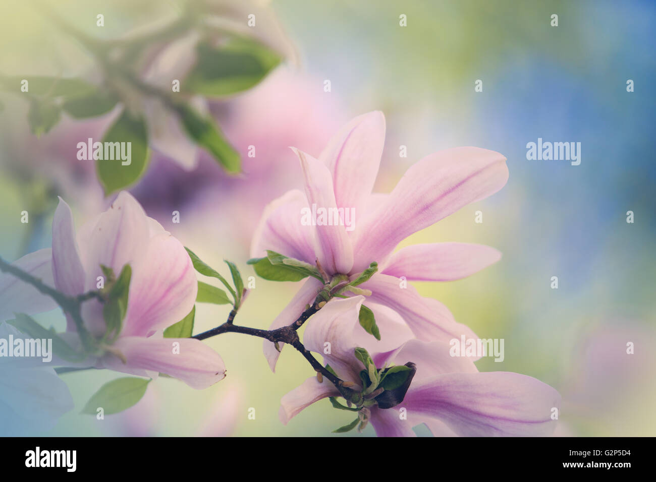 Flowering magnolia tree densely covered with beautiful fresh pink ...
