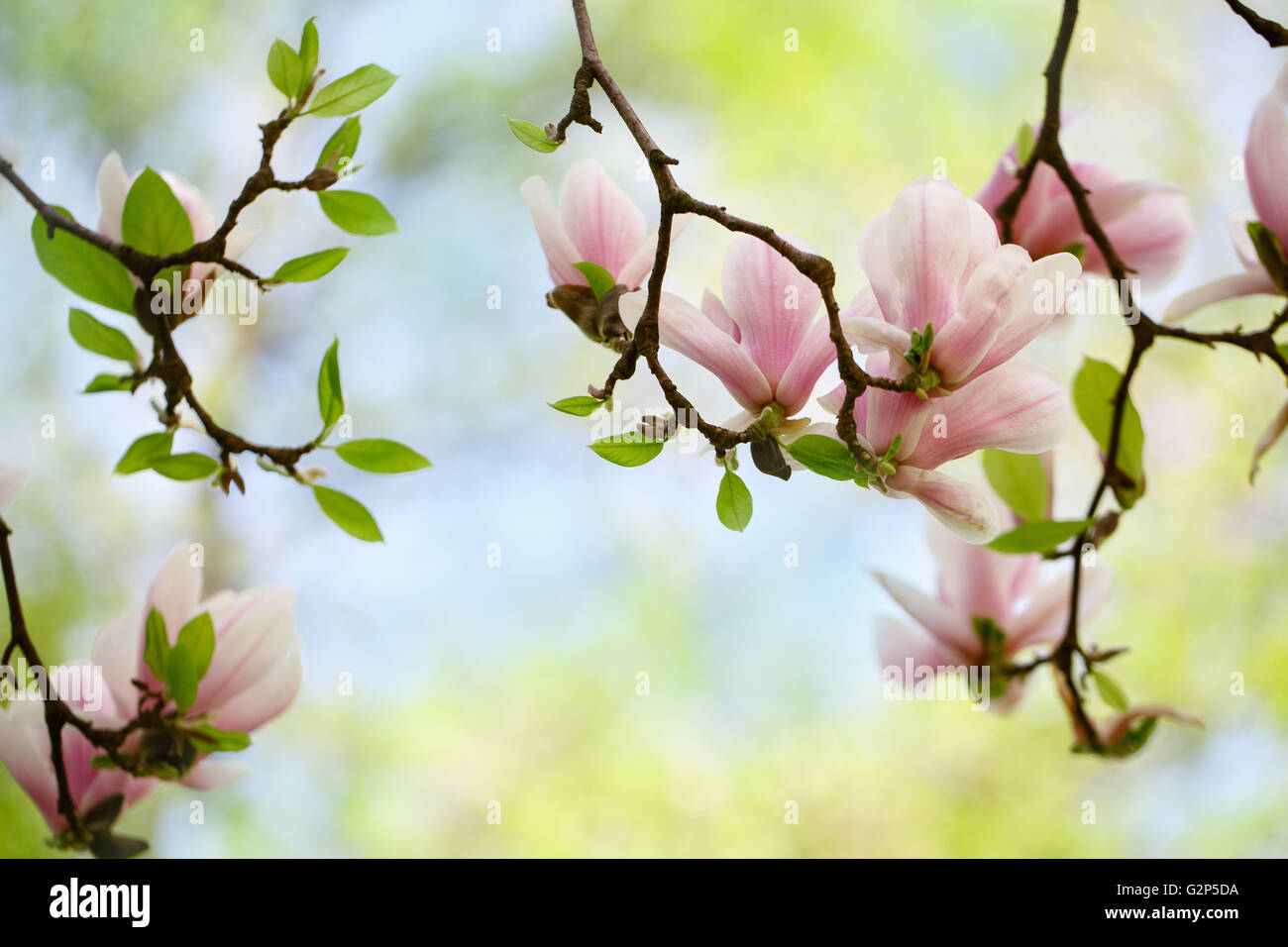 Flowering magnolia tree densely covered with beautiful fresh pink ...