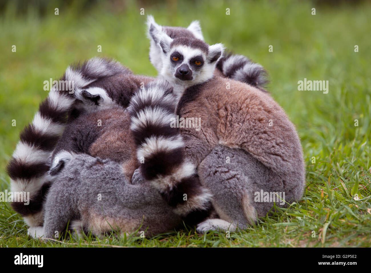 Lemur in group Stock Photo - Alamy