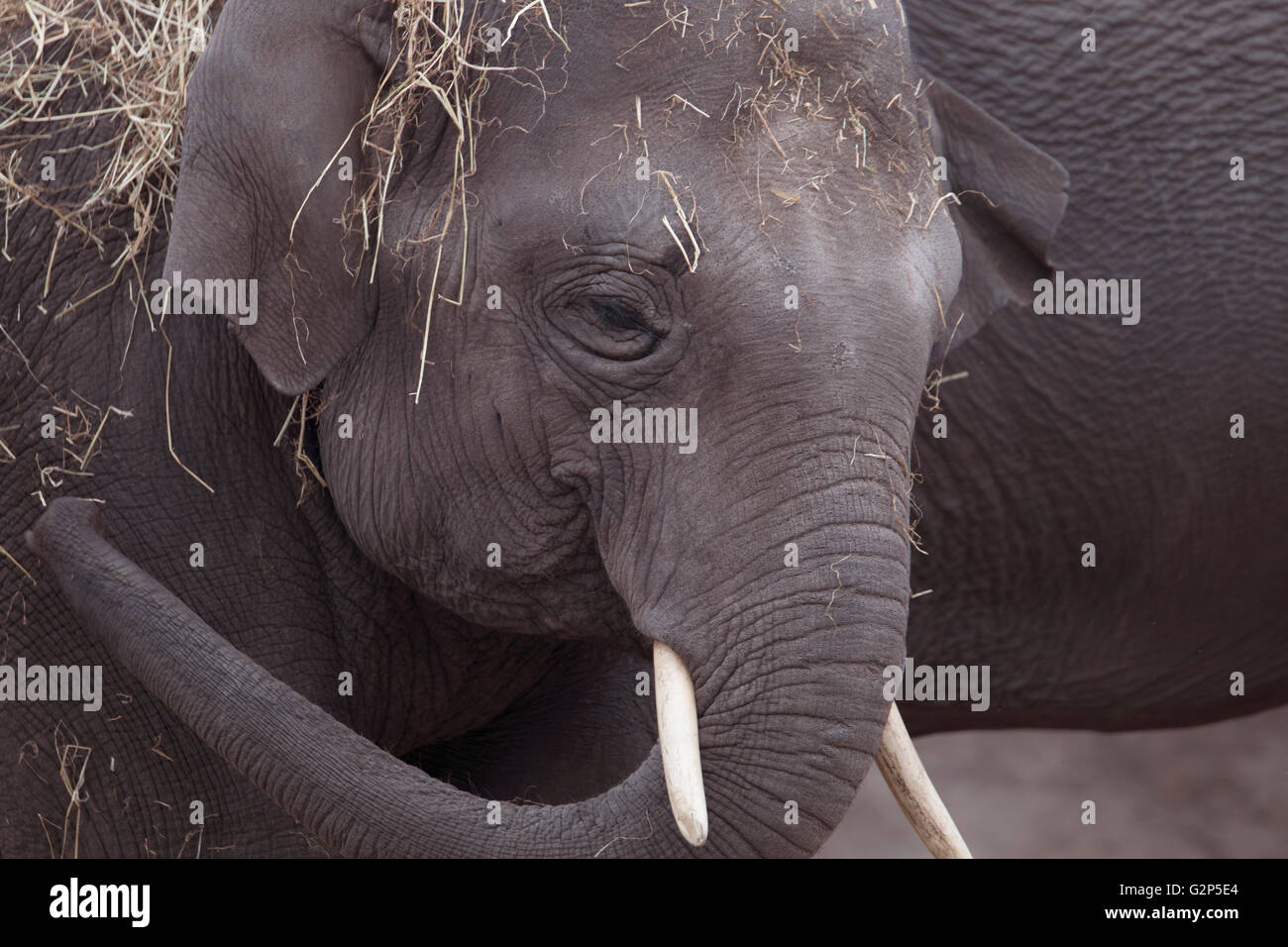 Elephant, closeup, headshot Stock Photo - Alamy