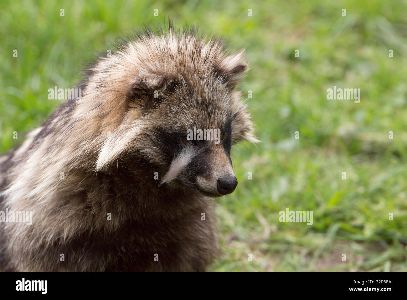 Raccoon tail hi-res stock photography and images - Alamy