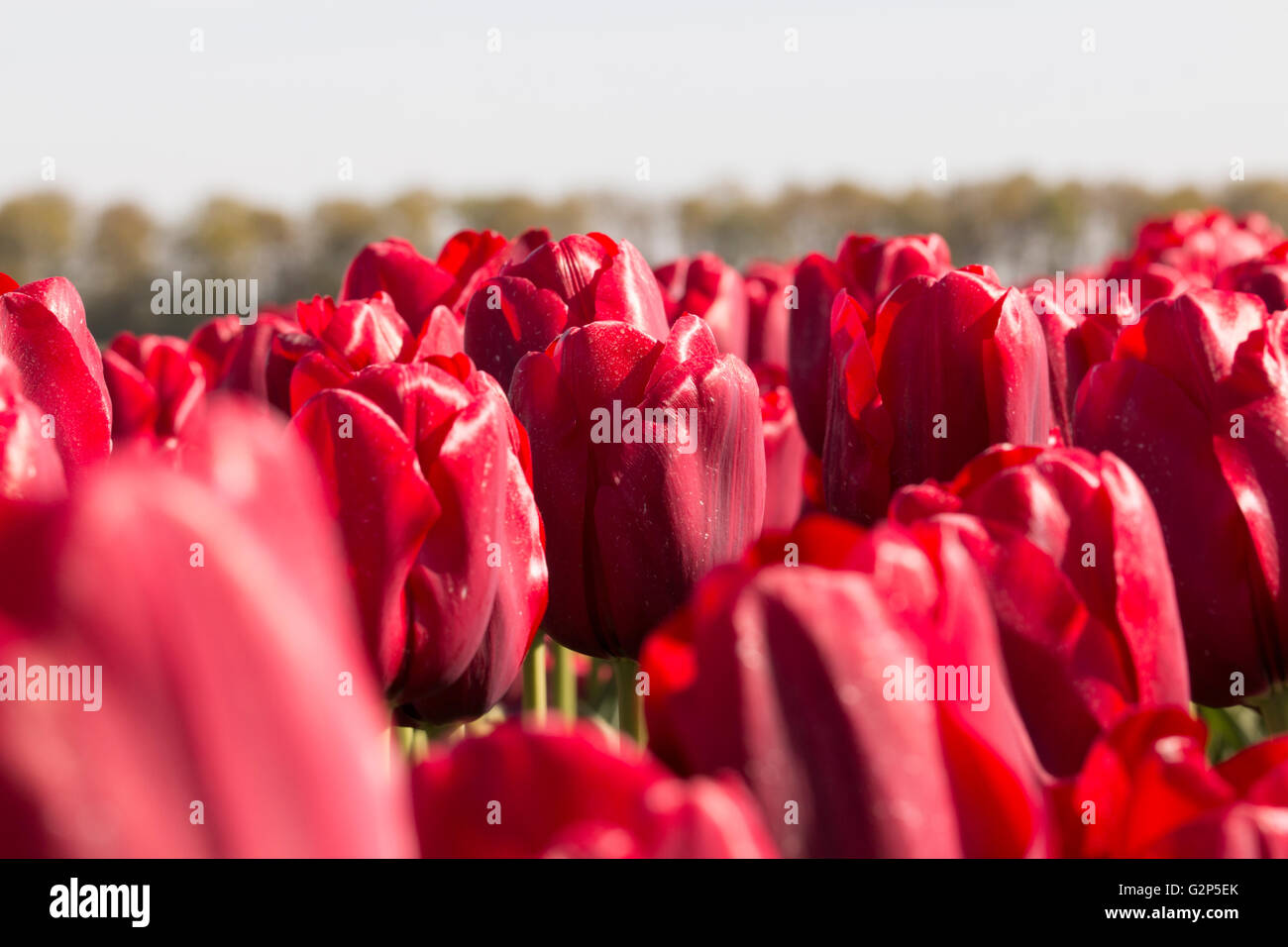 Field of red tulips for background Stock Photo - Alamy
