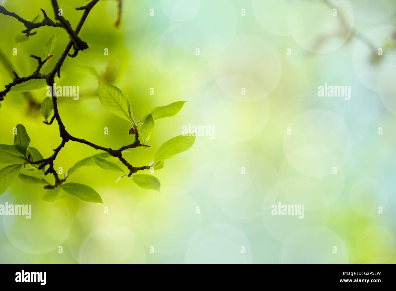 Tree branch with fresh green leaves in spring Stock Photo - Alamy