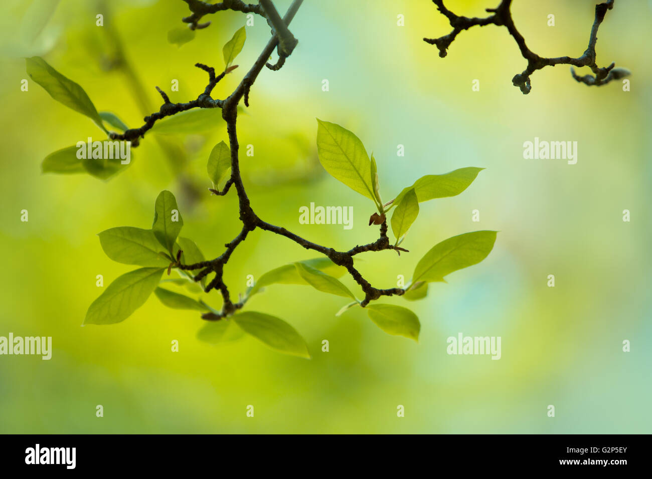 Tree branch with green leaves hi-res stock photography and images - Alamy