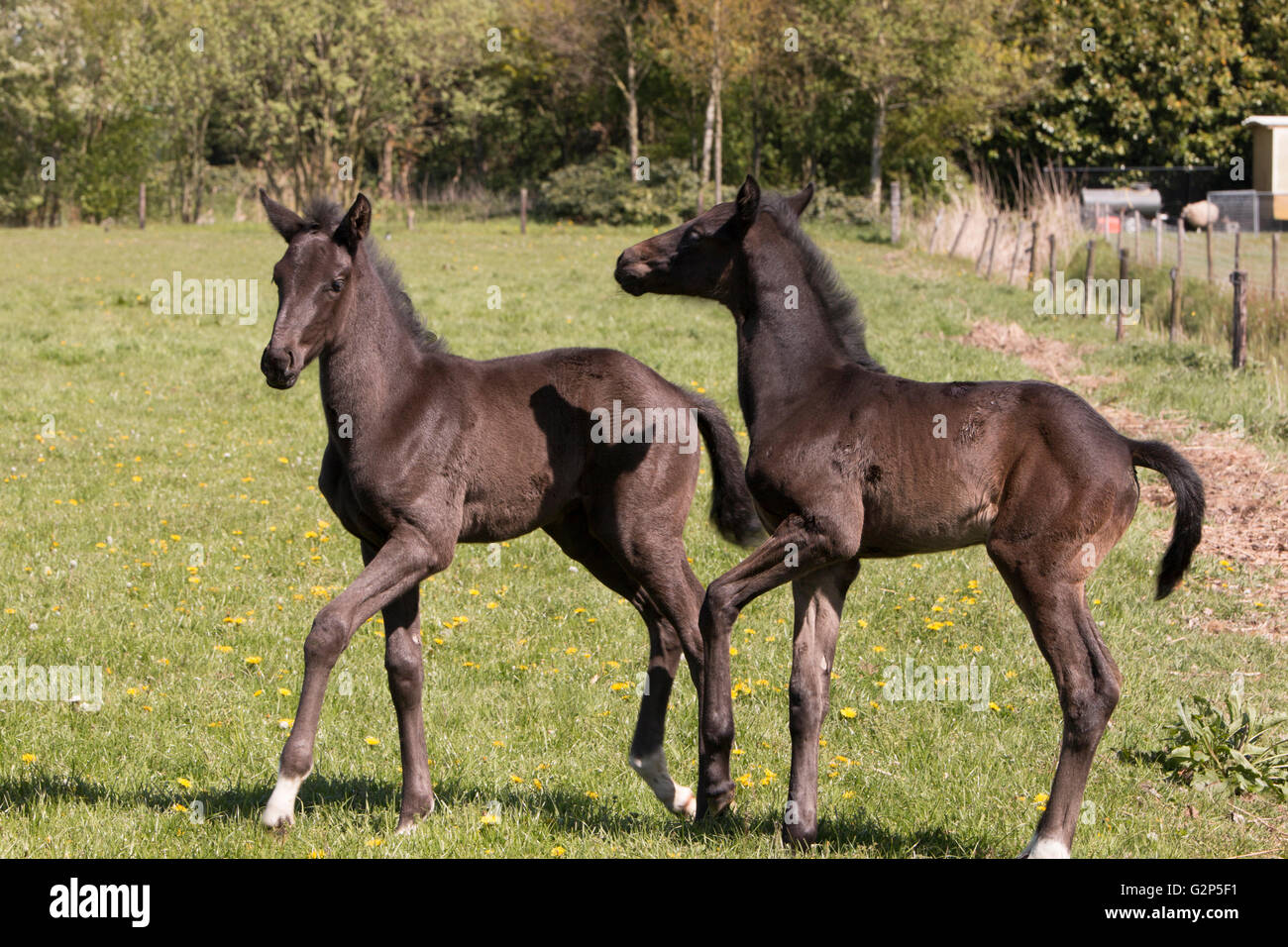 Horse two legs hi-res stock photography and images - Alamy