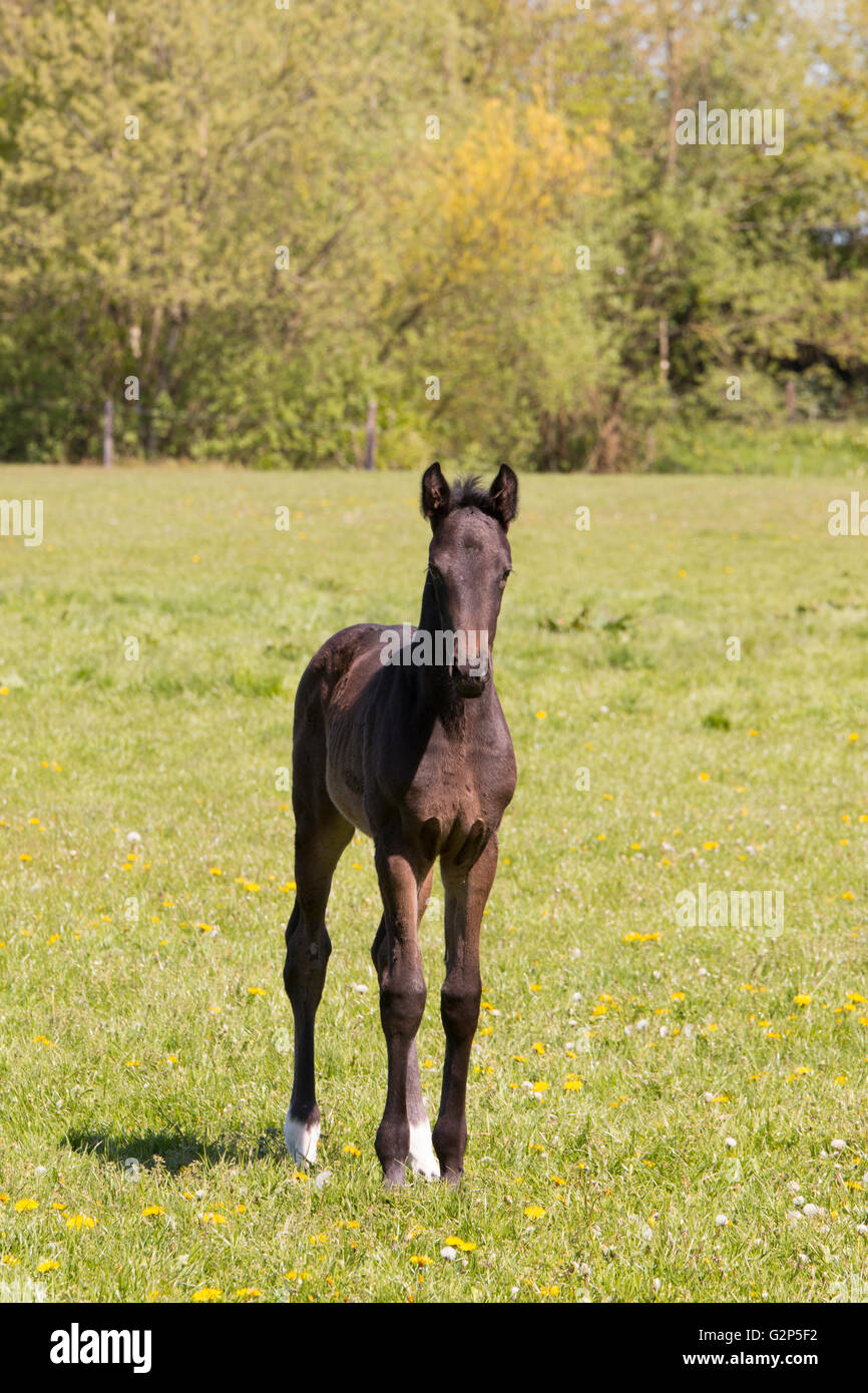 Equine land hi-res stock photography and images - Alamy