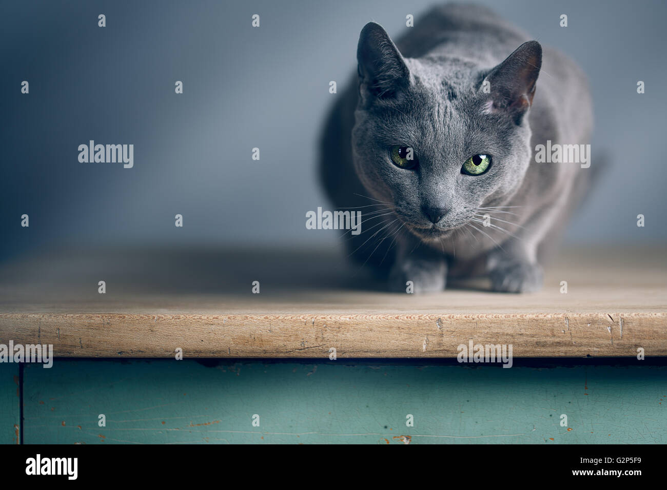 Portrait of an elegant slender Russian Blue Cat Stock Photo - Alamy