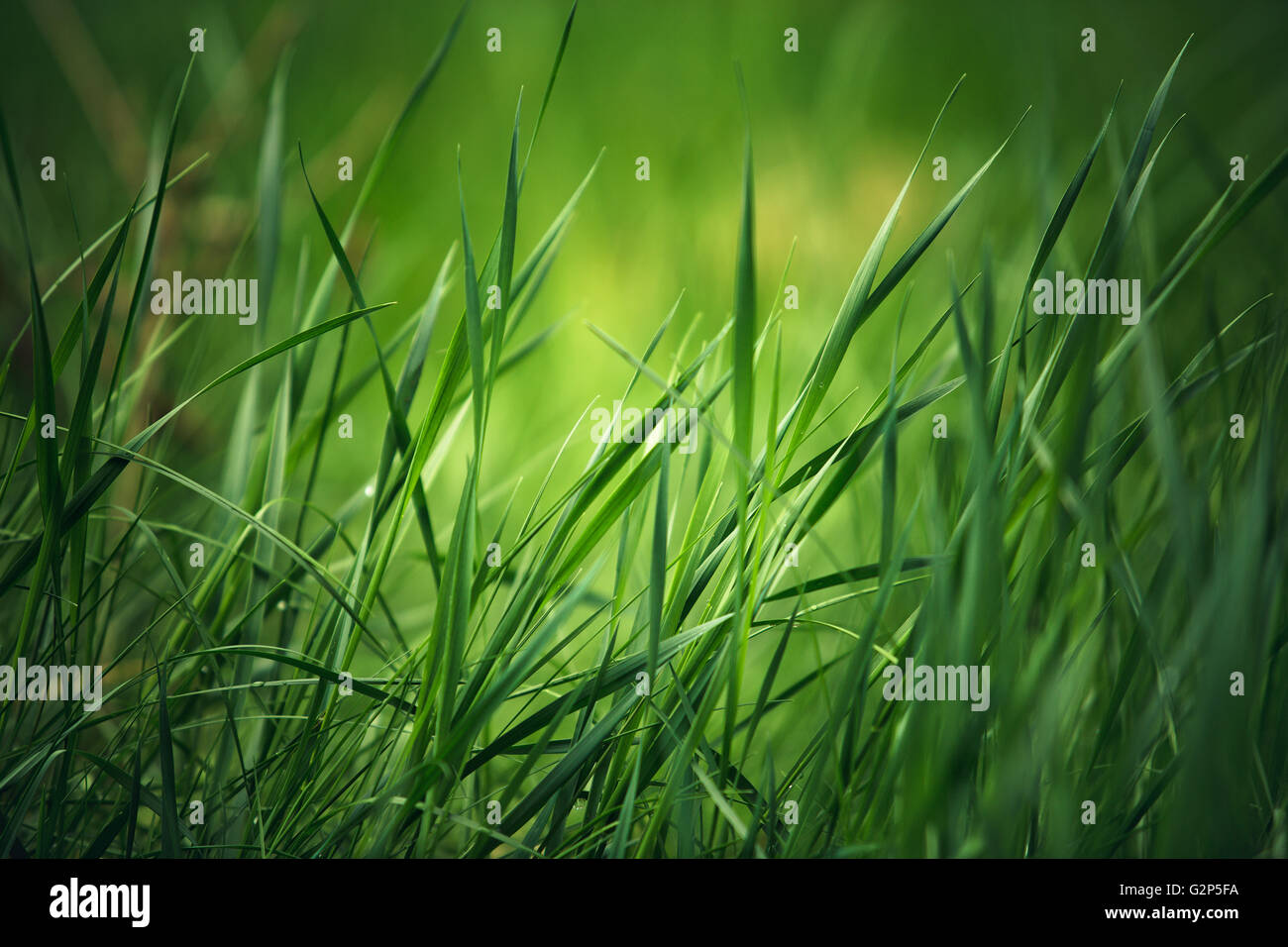 Grassland in spring hi-res stock photography and images - Alamy