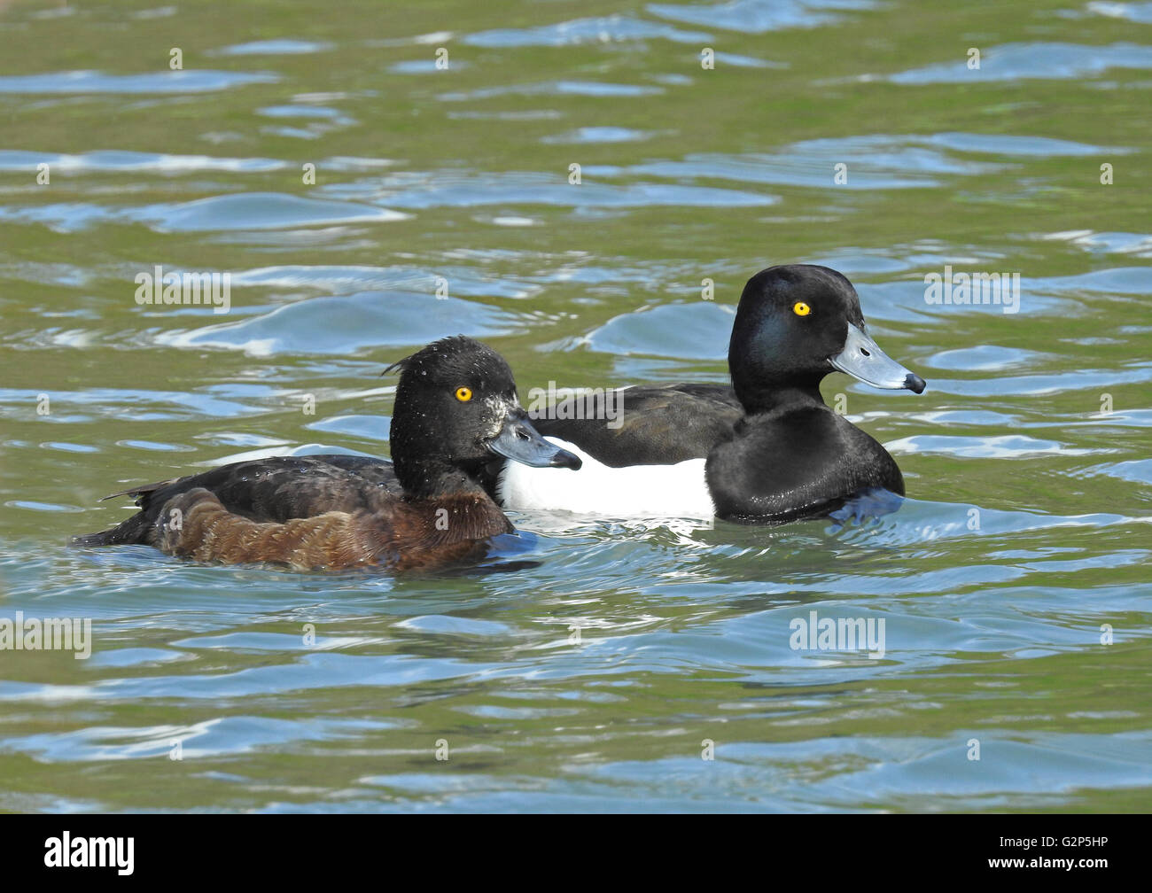 Pair of Tufted Ducks swimming on the water Stock Photo - Alamy