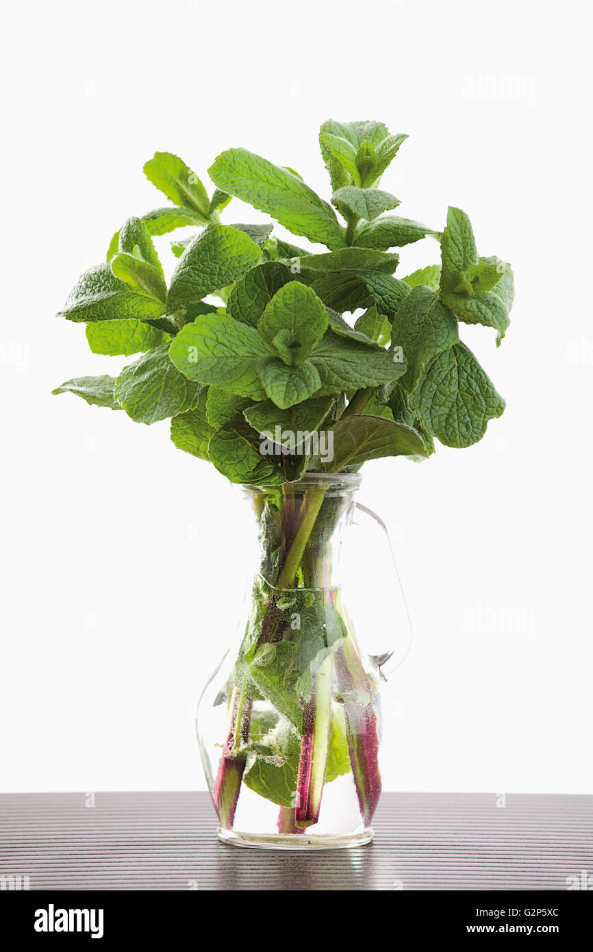 bouquet of fresh mint in vase on white background Stock Photo - Alamy